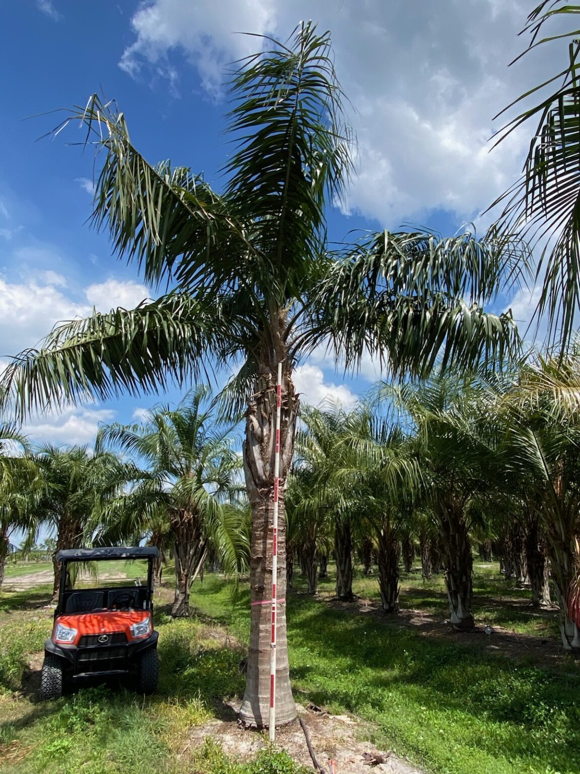 Mule Palm Fish Branch Tree Farm