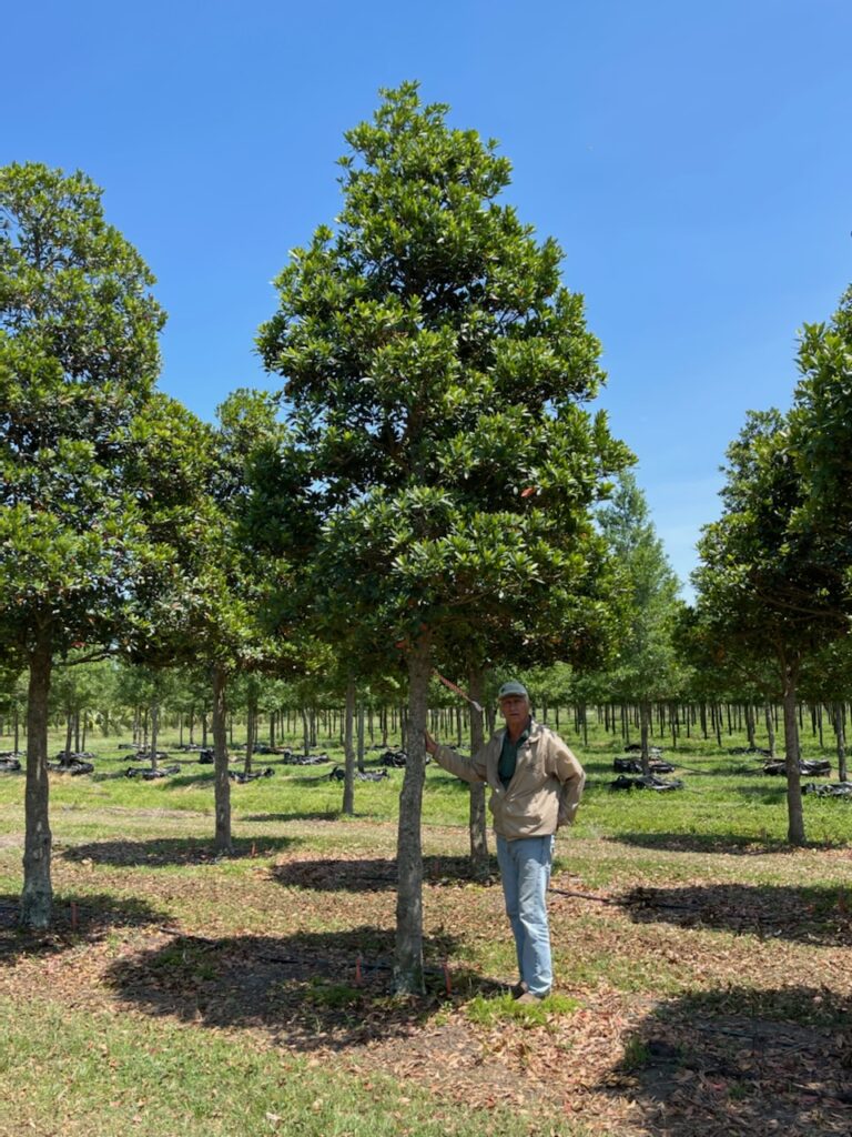 Japanese Blueberry - Fish Branch Tree Farm